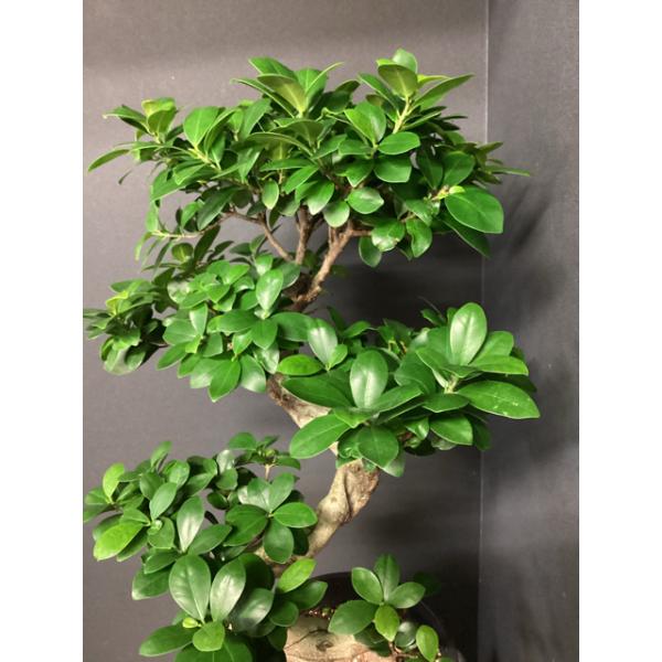 フィカス ガジュマル （ミクロカルパ）昇龍 7号現品を発送します鉢の大きさ、素材：約7号　プラスチック植物の大きさ：画像にてご確認下さい※写真の個体を発送いたしますプルダウンからお選びください即発送可能です。『精霊が宿る木』『幸せを呼ぶ木』...