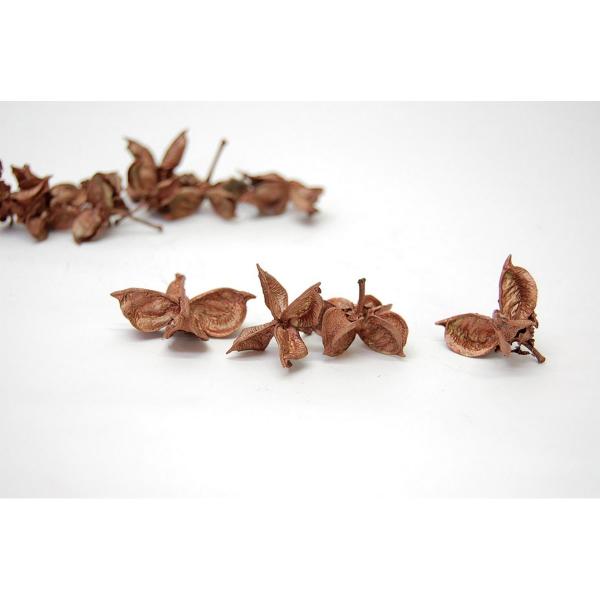 【商品番号：001-15120】/【VAR：67450】4544828106767/20160906new/16x-007ドライ実物＆フルーツ 木の実【コアトレーディング】