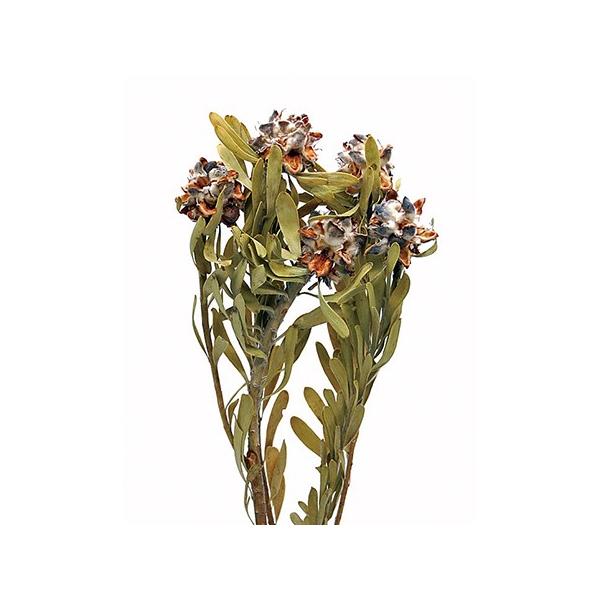 【商品番号：001-16155】/【販売単位】5束 ※表示価格は、この単位での金額となります/【VAR：】4544828177170/20170904newドライフラワー花材 その他ドライフラワー【コアトレーディング】