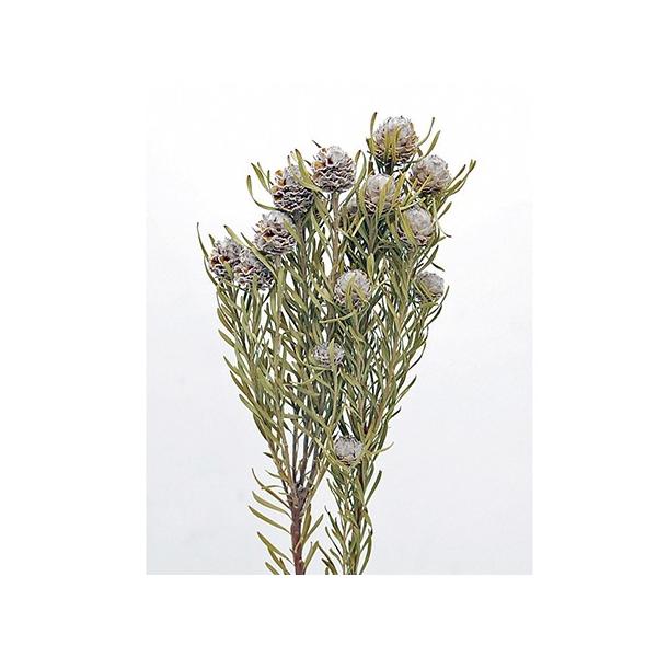 【商品番号：001-16156】/【販売単位】5束 ※表示価格は、この単位での金額となります/【VAR：】4544828177187/20170904new/bk-2003ドライワイルドフラワー その他ワイルドフラワー【コアトレーディング】