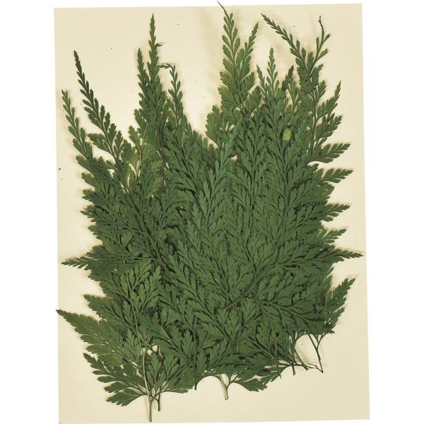 【商品番号：001-19118】/【VAR：】20200821new/まつむら通信2020秋冬/bk-3007/20250408MTドライフラワー花材 押し花【松村工芸】