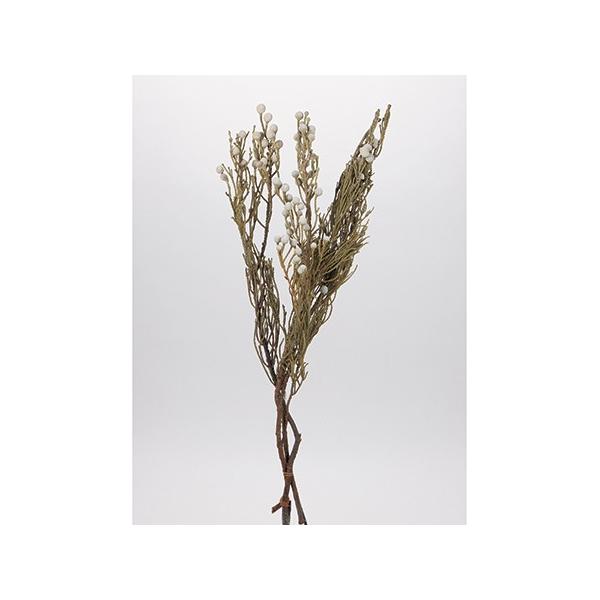 【商品番号：002-25079】/【販売単位】5束 ※表示価格は、この単位での金額となります/【VAR：】4544828181078/20160203newドライフラワー花材 ブルニア【コアトレーディング】