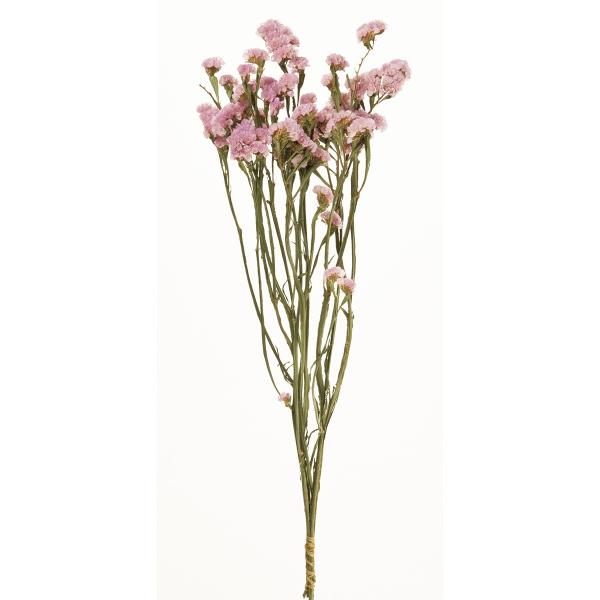 【商品番号：002-26149】/【VAR：36039】4967116416636/20160815new/milkypink/202510mfドライフラワー花材 スターチス