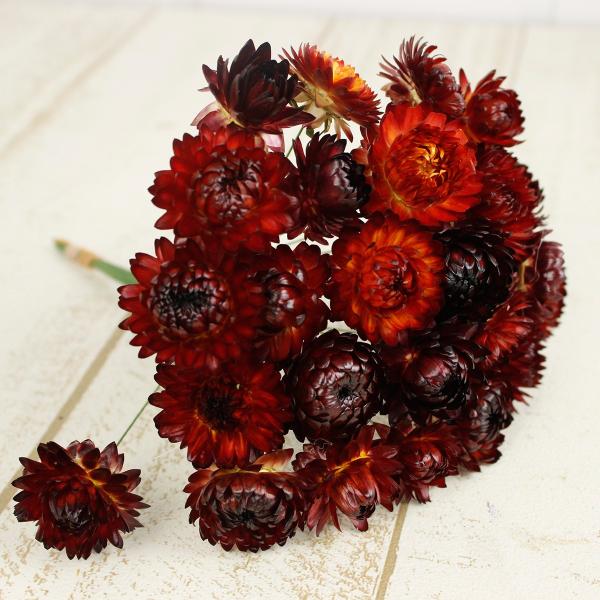 【商品番号：002-29507】/【VAR：48301】4967116416995/20170922new/202510mfドライフラワー花材 ヘリクリサム【東京堂】