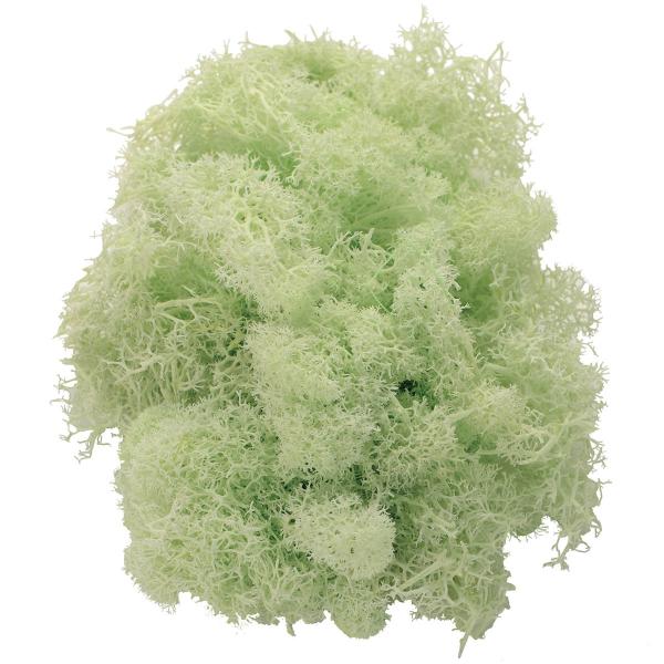 【商品番号：002-32831】/【VAR：5140】4967116472496/20180205new/bk-2001/bk-3017/bk-4008/202510mfプリザーブドグリーン モス・苔