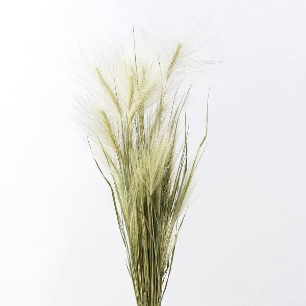 【商品番号：002-36651】/【VAR：】20190220new/15pny-100/202510mfドライ穂物 ムギ(大麦・小麦)/正月