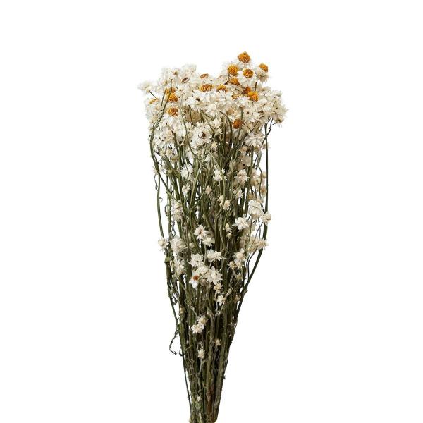 【商品番号：002-40159】/【VAR：】20210814new/bk-3016ドライフラワー花材 アンモビューム