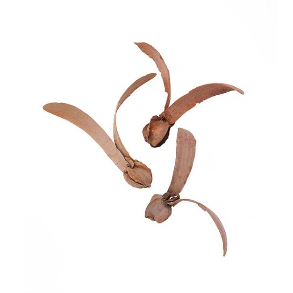 【商品番号：002-40635】/【販売単位】10袋 ※表示価格は、この単位での金額となります/【VAR：】20211129new/お正月ドライ実物＆フルーツ 木の実【コアトレーディング】