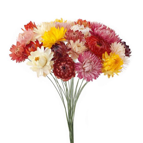 【商品番号：002-42737】/【VAR：】20230124new/202510mfドライフラワー花材 ヘリクリサム【東京堂】