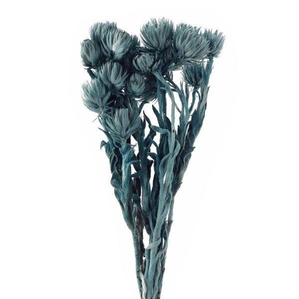 【商品番号：002-42782】/【VAR：72222】20230124new/bk-3016ドライフラワー花材 シルバーデージー