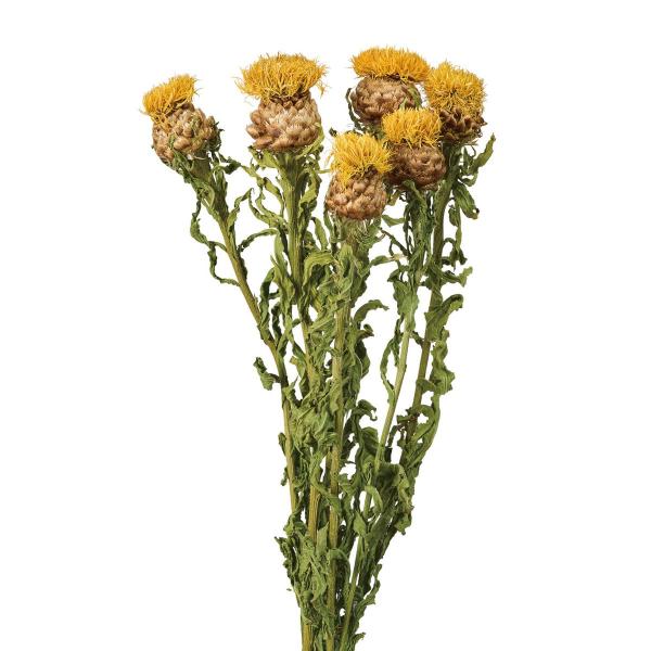 【商品番号：002-44021】/【VAR：】date20240115/202510mfドライフラワー花材 その他ドライフラワー