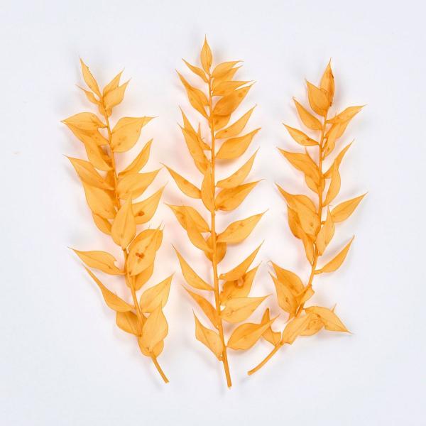 【商品番号：002-44938】/【VAR：82607】date20240809/999color10212ドライ葉物 葉物