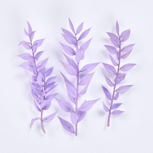 【商品番号：002-44939】/【VAR：82607】date20240809/999color10212ドライ葉物 葉物