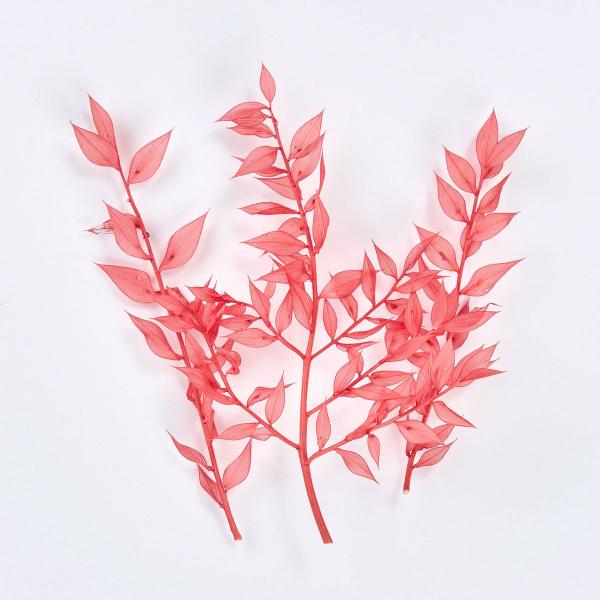 【商品番号：002-44940】/【VAR：82607】date20240809/999color10212/202510mfドライ葉物 葉物