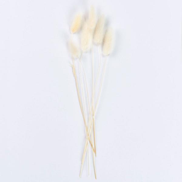 【商品番号：002-44943】/【VAR：82608】date20240809/999color10212ドライフラワー花材 ラグラス