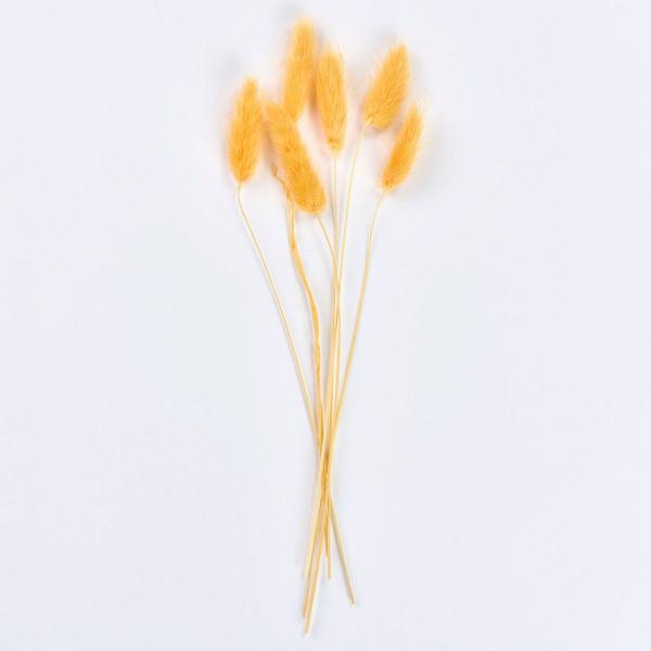 【商品番号：002-44944】/【VAR：82608】date20240809/999color10212ドライフラワー花材 ラグラス