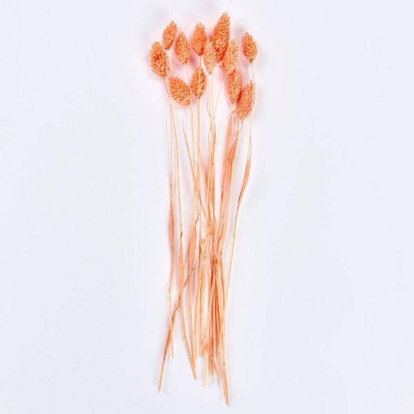 【商品番号：002-44954】/【VAR：82609】date20240809/999color10212ドライフラワー花材 ポアプランツ