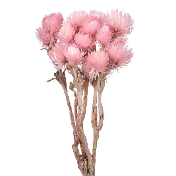 【商品番号：002-45847】/【VAR：16415】date20250121/202510mfドライフラワー花材 シルバーデージー