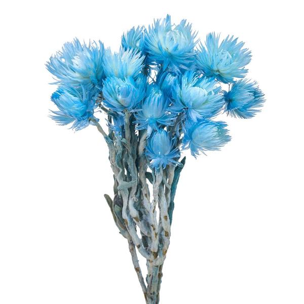 【商品番号：002-45852】/【VAR：16415】date20250121/202510mfドライフラワー花材 シルバーデージー