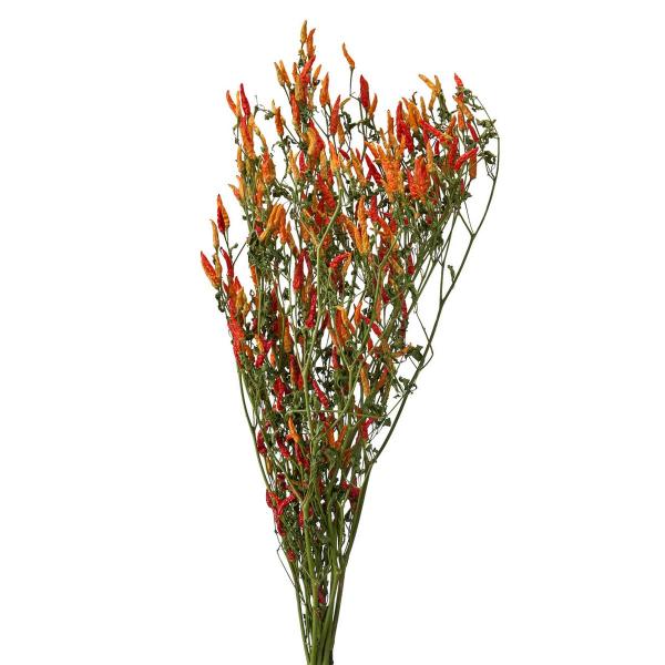 【商品番号：002-46916】/【VAR：】date20250610ドライ実物＆フルーツ その他