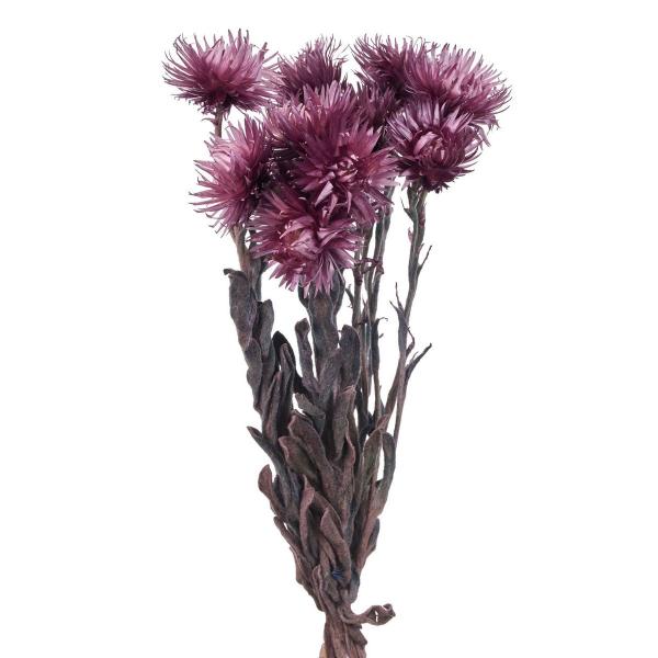 【商品番号：002-46921】/【VAR：64795】date20250610ドライフラワー花材 シルバーデージー