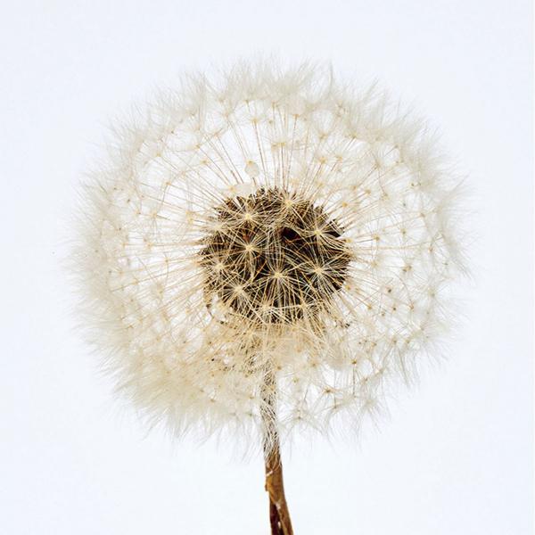 【商品番号：002-47615】/【VAR：】date20260113ドライフラワー花材 その他ドライフラワー