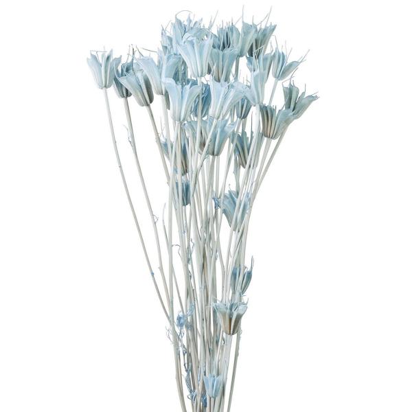 【商品番号：002-47647】/【VAR：88320】date20260113ドライフラワー花材 ニゲラ