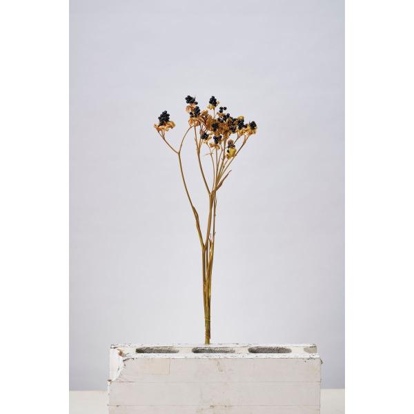 【商品番号：002-47920】/【VAR：】date20260319ドライフラワー花材 その他ドライフラワー【東京堂】