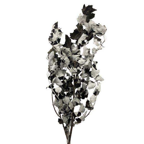 【商品番号：002-47923】/【VAR：】date20260319ドライ葉物 葉物【東京堂】