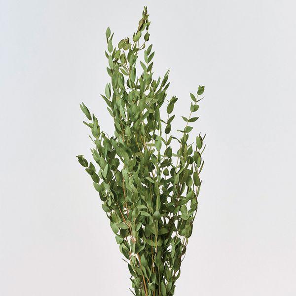 【商品番号：002-47926】/【VAR：】date20260319ドライ葉物 葉物【東京堂】