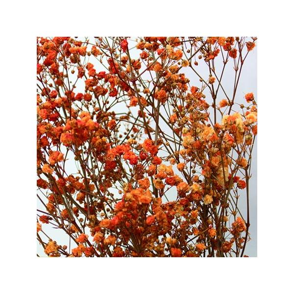 【商品番号：028-01067】/【VAR：50768】4582236137058/20180615new/bk-1109/bk-2109/bk-3005プリザーブドフラワー花材 カスミ草【ヴェルモント】