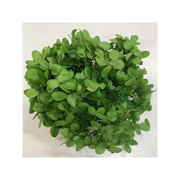 【商品番号：028-01117】/【VAR：56602】20190118new/15px-005/16hina-005/bk-3004プリザーブドフラワー花材 アジサイ