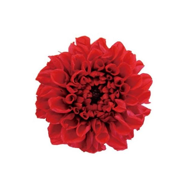 【商品番号：028-01406】/【VAR：67431】20220326new/15pny-031/bk-3018/color20230919/bk-4005プリザーブドフラワー花材 ダリア【ヴェルモント】