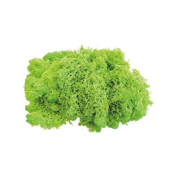 【商品番号：028-01414】/【VAR：18062】20220326new/bk-3017/bk-5008プリザーブドグリーン モス・苔【GARDEN PALETTE MONO】