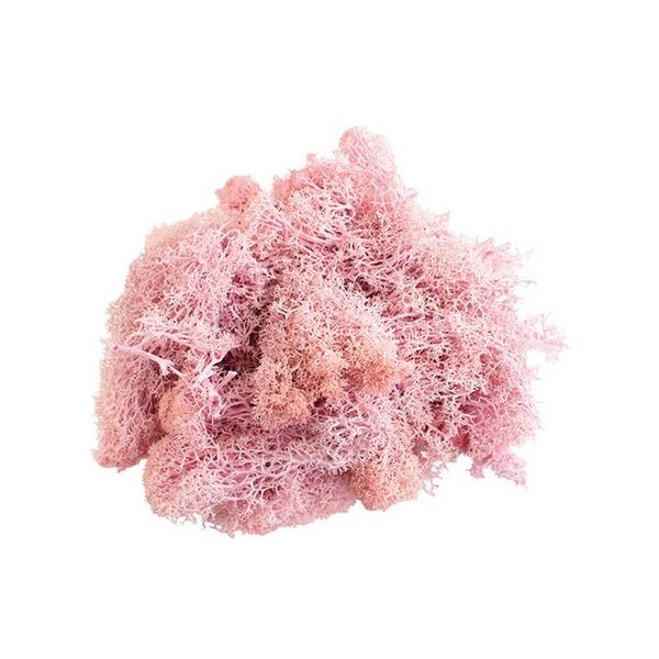 【商品番号：028-01419】/【VAR：18062】20220326new/bk-3017/bk-4008/bk-5008プリザーブドグリーン モス・苔【GARDEN PALETTE MONO】