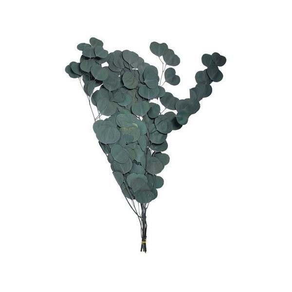 【商品番号：028-01493】/【VAR：27678】20220606new/mo0606new/bk-3010/color20230919/bk-5008プリザーブドグリーン 葉物【プリマヴェーラ】