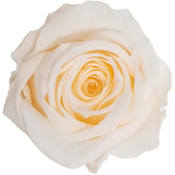 【商品番号：028-01545】/【VAR：18231】20230131new/bk-3001/milkypink/bk-5001プリザーブドフラワー花材 バラ（ローズ）【GARDEN PALETTE MONO】