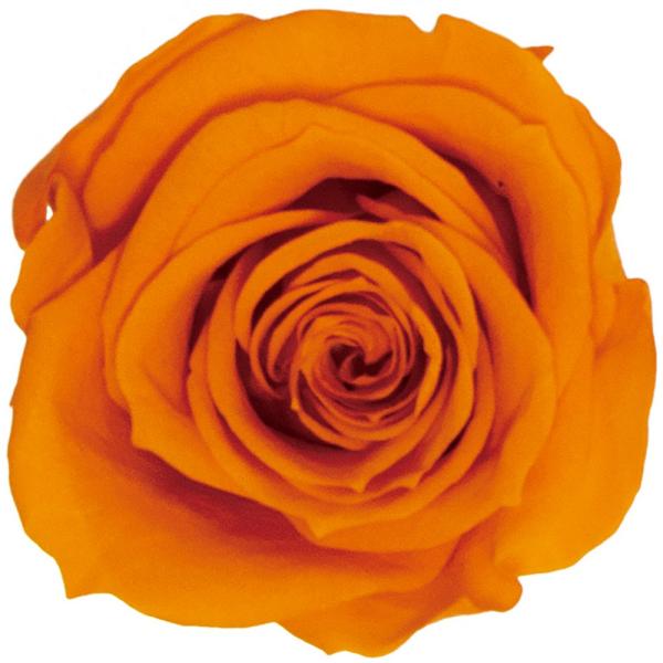 【商品番号：028-01550】/【VAR：18231】20230131new/bk-3001プリザーブドフラワー花材 バラ（ローズ）【GARDEN PALETTE MONO】