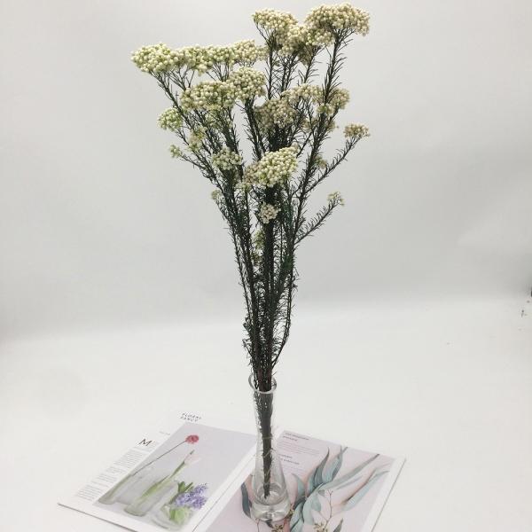 【商品番号：028-01582】/【VAR：81324】20230131new/bk-3006プリザーブドフラワー花材 小花【MONO】