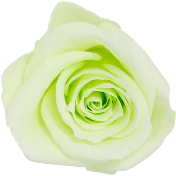 【商品番号：028-01607】/【VAR：67635】20230404new/bk-3001プリザーブドフラワー花材 バラ（ローズ）【GARDEN PALETTE MONO】