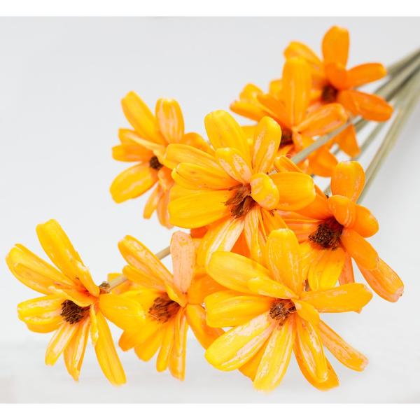 【商品番号：028-01638】/【VAR：67609】20230530newソラフラワー その他ソラフラワー【GARDEN PALETTE MONO】