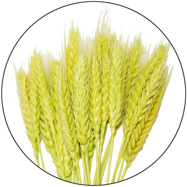 【商品番号：028-01665】/【VAR：67645】20230530new/color20230919ドライ穂物 ムギ(大麦・小麦)【ヴェルモント】