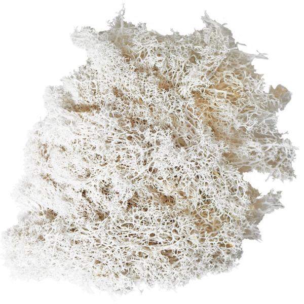 【商品番号：028-01672】/【VAR：18062】20230530new/bk-4008プリザーブドグリーン モス・苔【GARDEN PALETTE MONO】