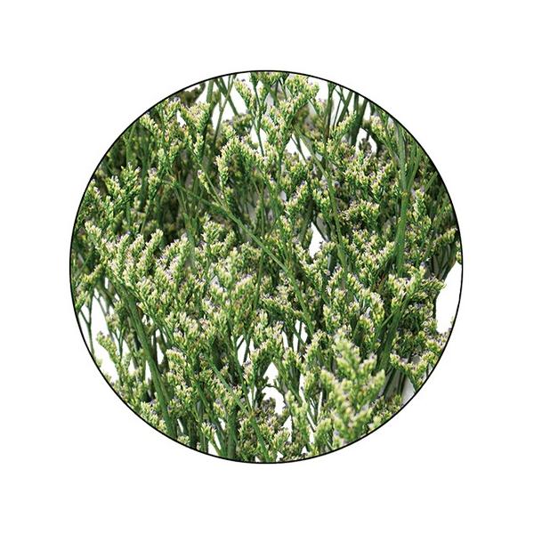 【商品番号：028-01702】/【VAR：67648】20230530new/color20230919ドライフラワー花材 スターチス【GARDEN PALETTE MONO】