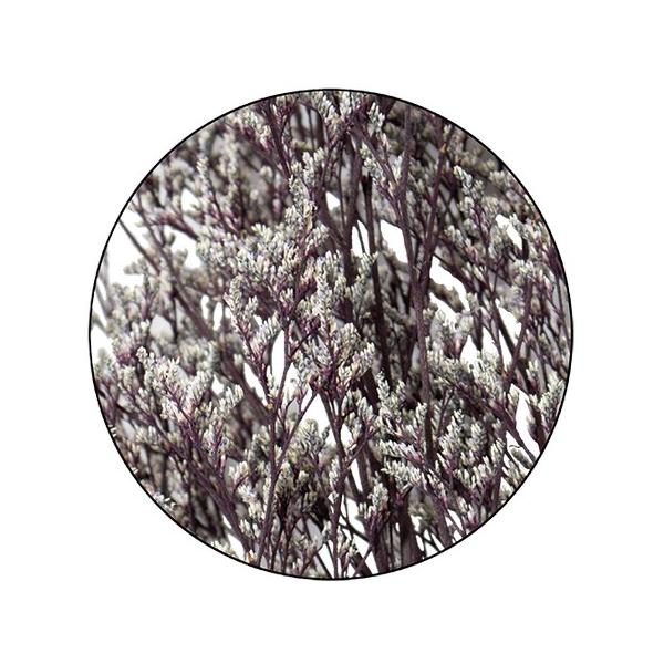 【商品番号：028-01705】/【VAR：18274】20230530new/color20230919ドライフラワー花材 スターチス【GARDEN PALETTE MONO】