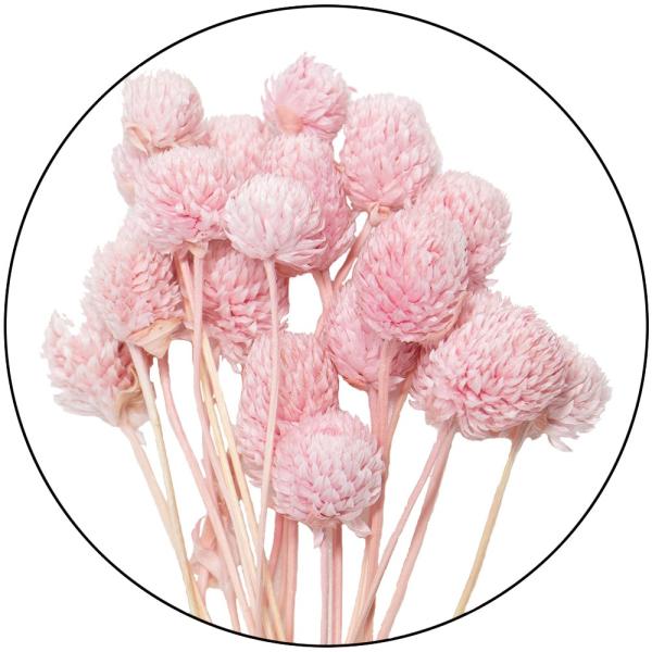 【商品番号：028-01707】/【VAR：67649】20230530new/color20230919ドライフラワー花材 センニチコウ（千日紅）