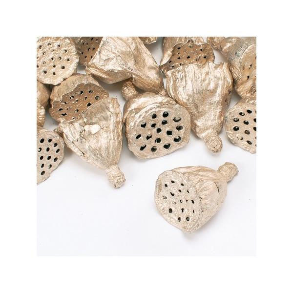 【商品番号：028-01811】/【VAR：17048】date20231027/22411-930ドライ実物＆フルーツ 木の実【大地農園】