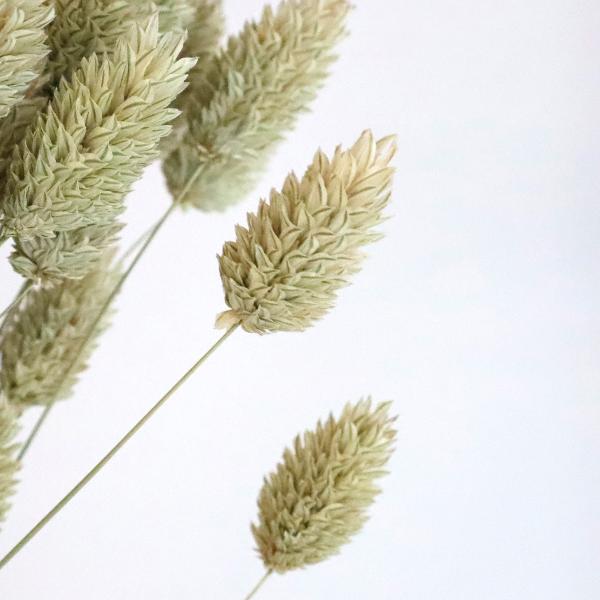 【商品番号：028-01816】/【VAR：4551】date20231027/42020-020ドライフラワー花材 ポアプランツ【大地農園】