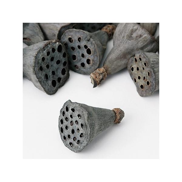 【商品番号：028-01831】/【VAR：17048】date20231027/22420-000ドライ実物＆フルーツ 木の実【大地農園】