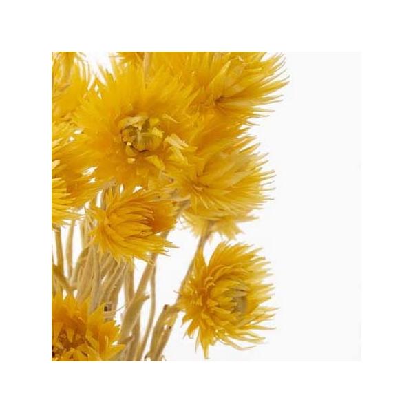 【商品番号：028-01845】/【VAR：77118】date20231027/32001-520ドライフラワー花材 シルバーデージー